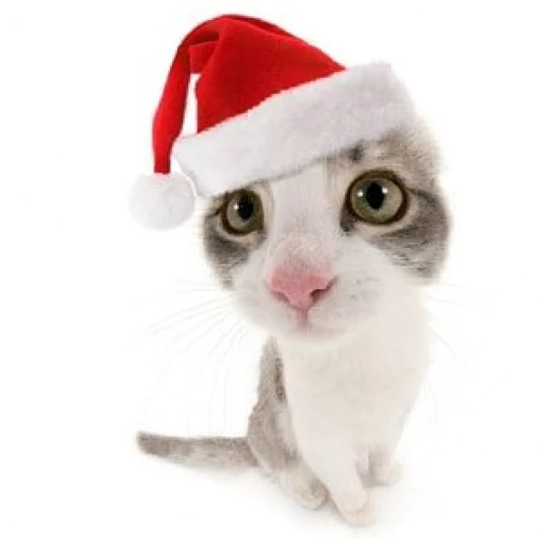 Discuss Everything About Silly Cat TV Series Wiki | Fandom