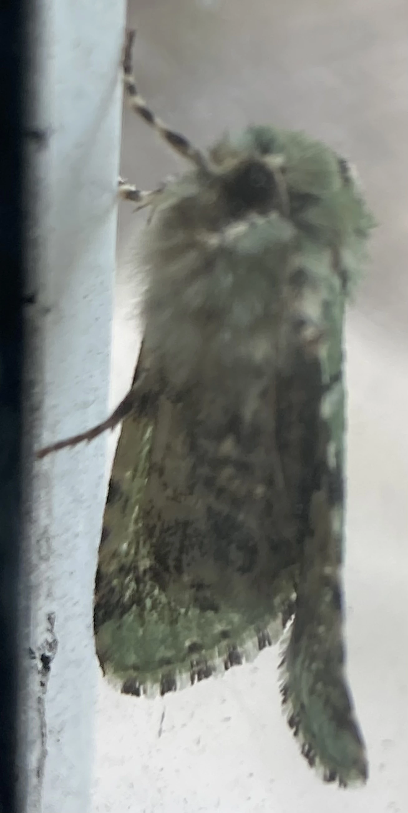 Moth that has been on our window all day | Fandom