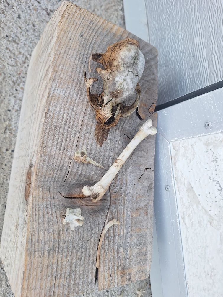 Forgot to post but BONE HUNT OF THE DAY!! | Fandom