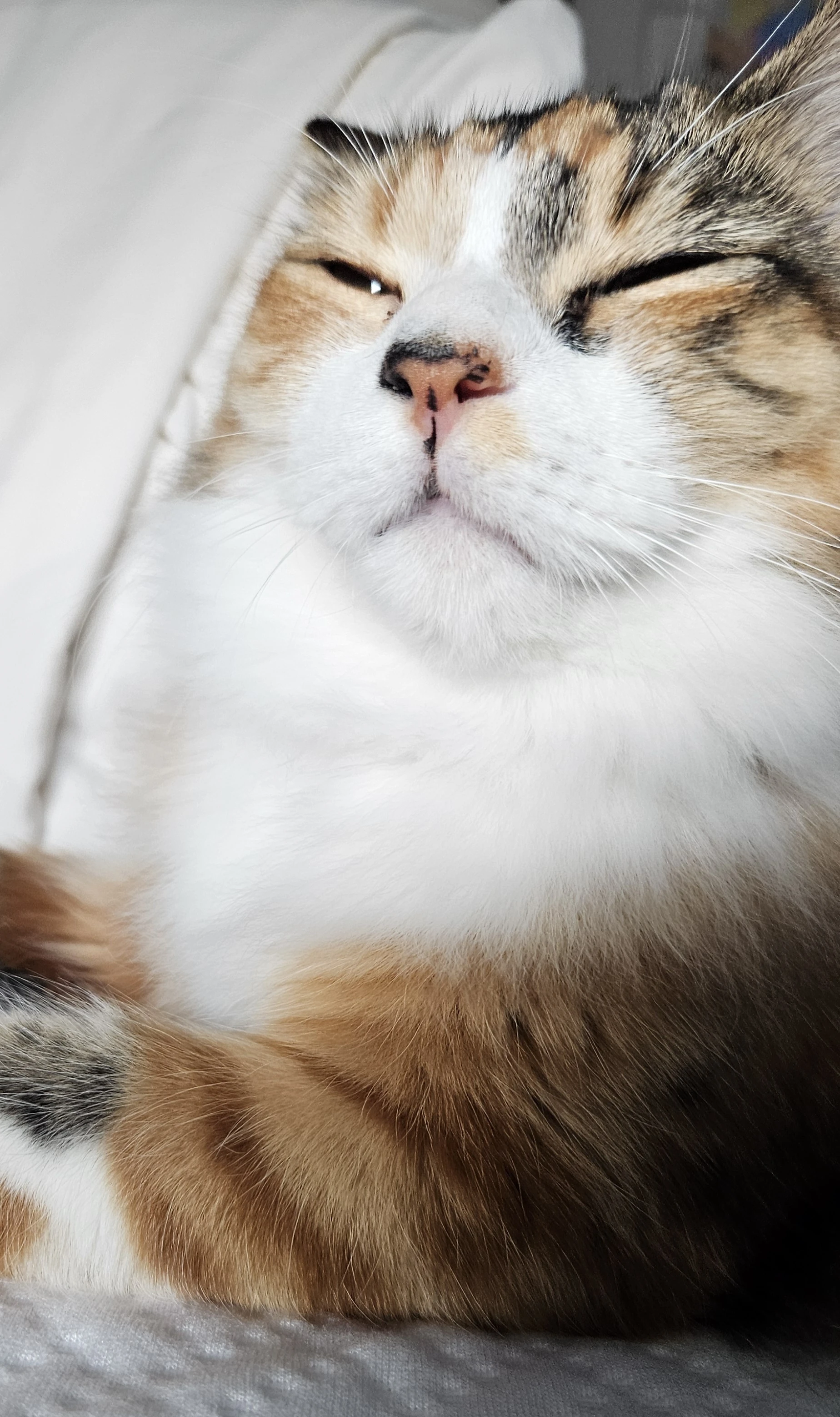 rating silly cats :3 | Fandom