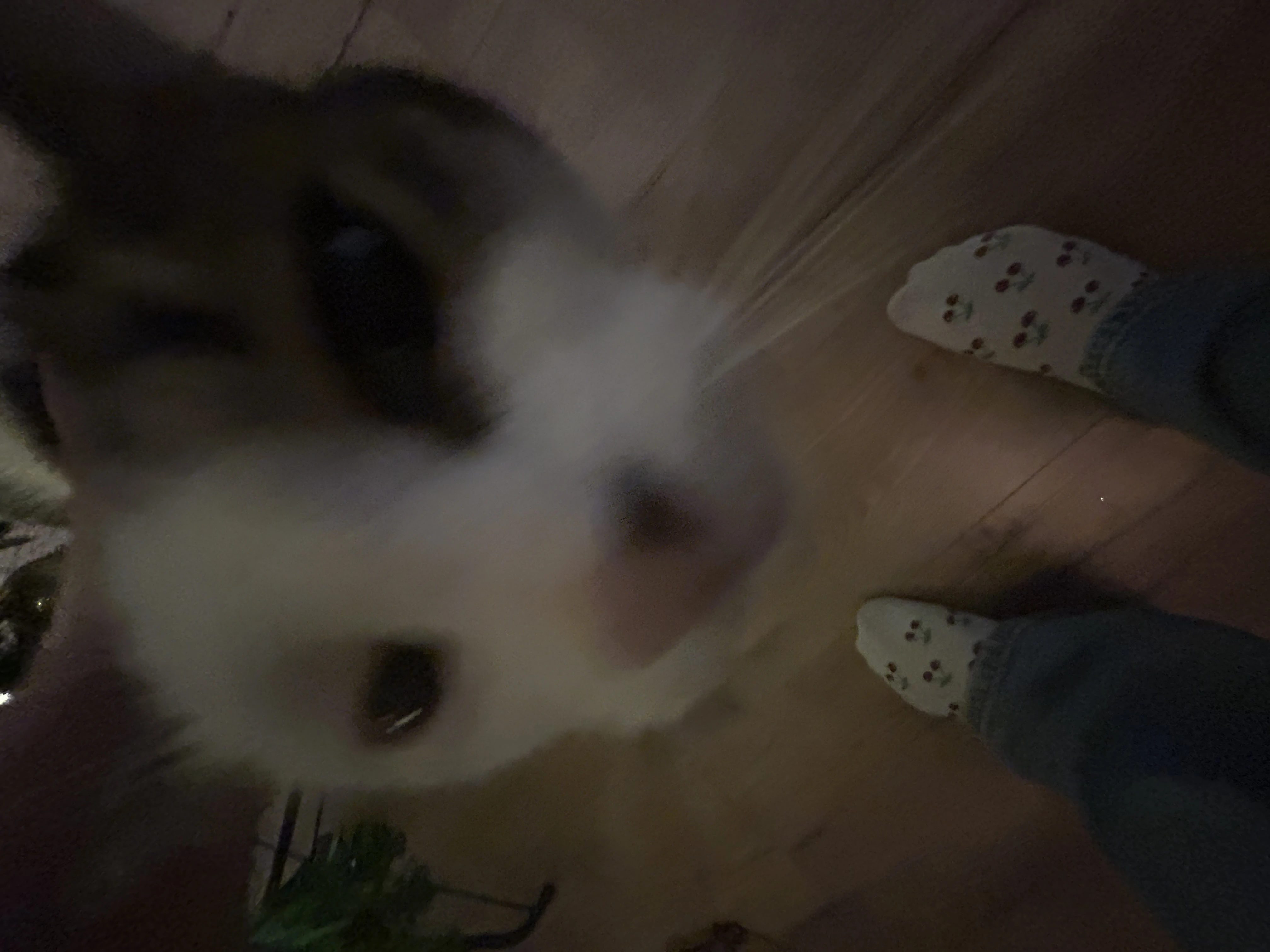 LOOKING FOR GLOWTAILS/SHADDOWS/HEADLESS! | Fandom