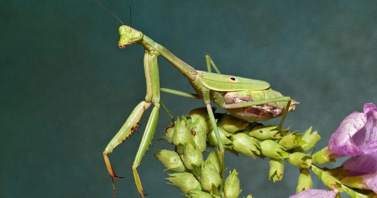 Gyutaro drawing | Fandom