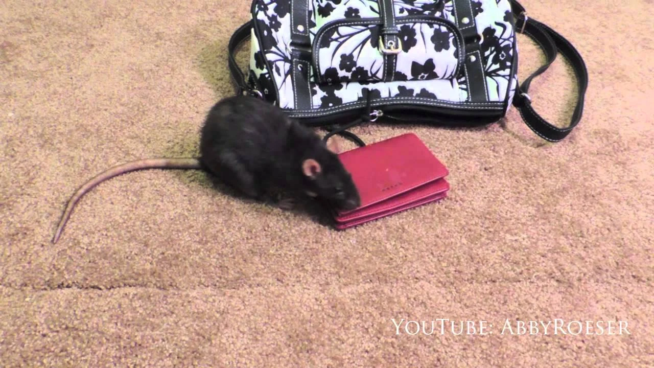 good job rat | Fandom