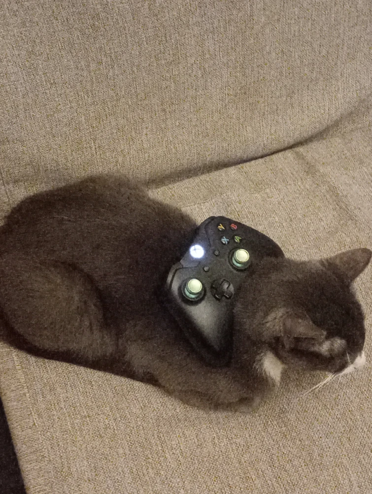 STUPID CAR🐈🐈🐈🐈🚗🐈 | Fandom