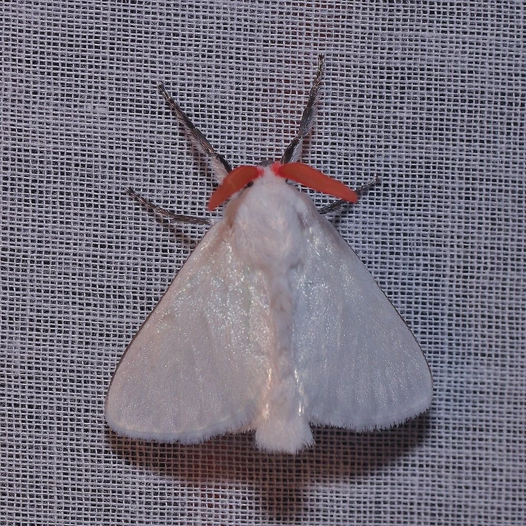 moths for silkwing/silkwing hybrid oc inspiration! (not my pictures ...