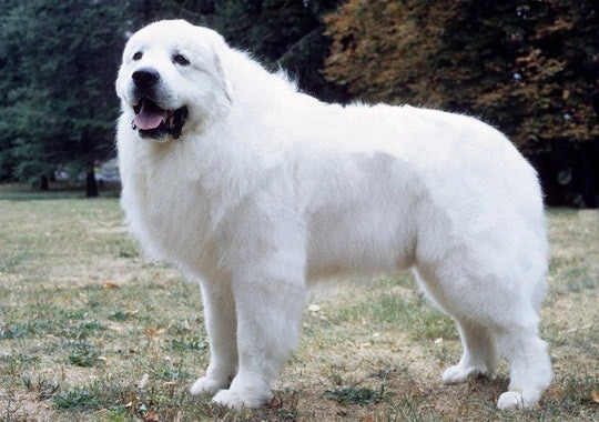 If anyone is interested, Anya's dog breed is Pyrenean Mountain Dog ...