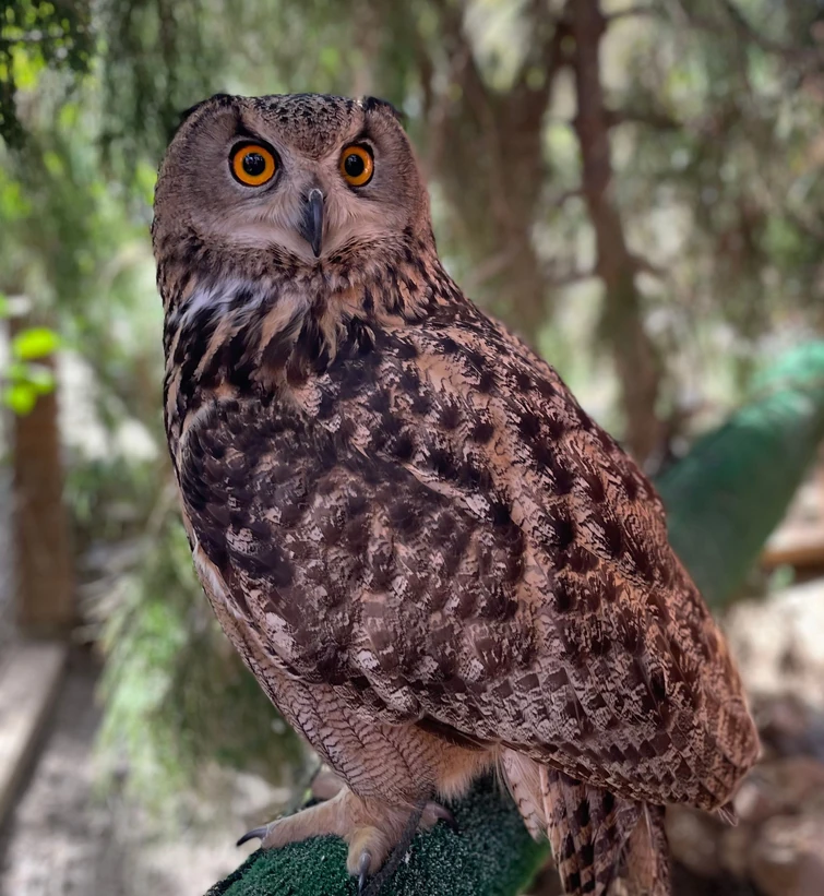 top 3 animals oat | Fandom