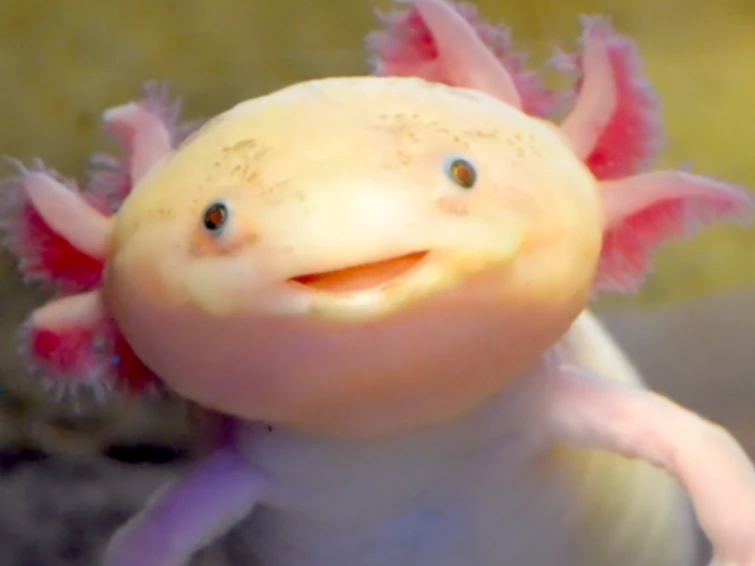 What I think Toothless’ design is really based off: | Fandom