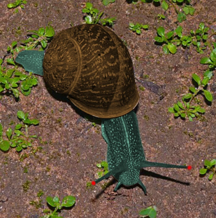 Realistic stump snail | Fandom