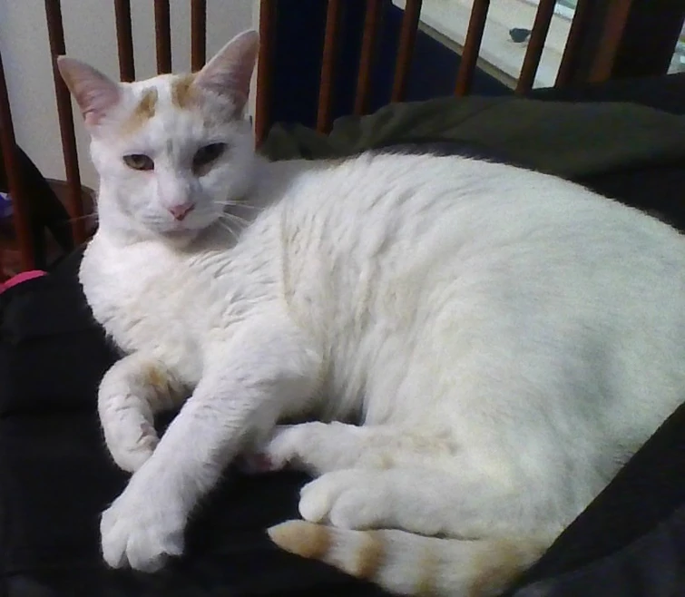 send me pictures of you animals | Fandom