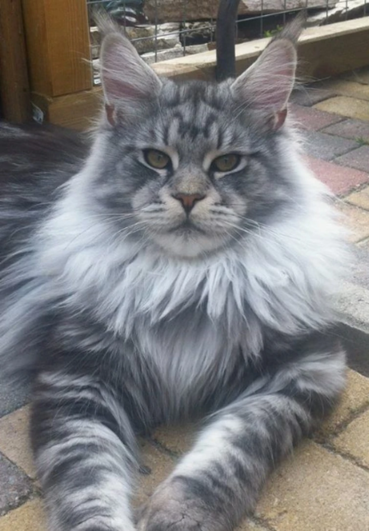 i have 3 maincoon cats! and 1 ???? Cat named twix | Fandom