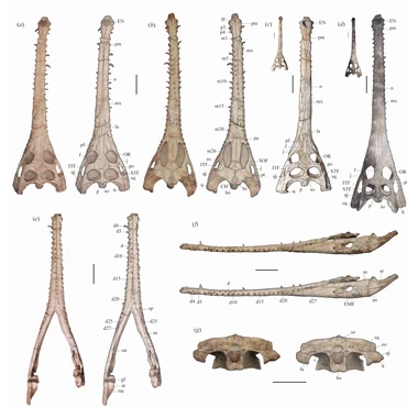 Discuss Everything About Dinopedia | Fandom