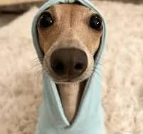 Dog Dump Of The Day #4 (hosted by Huzhi) | Fandom