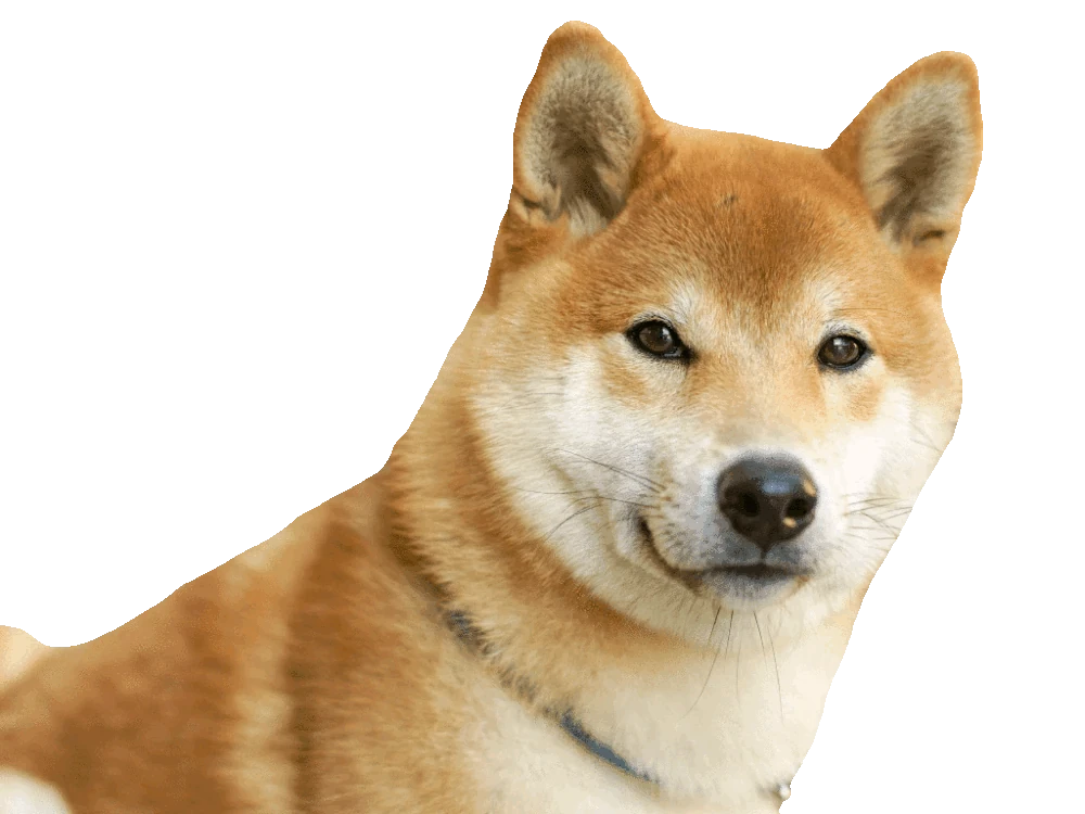 Doggo winking at you!! So c00t!! 🐶🐶🐶 | Fandom