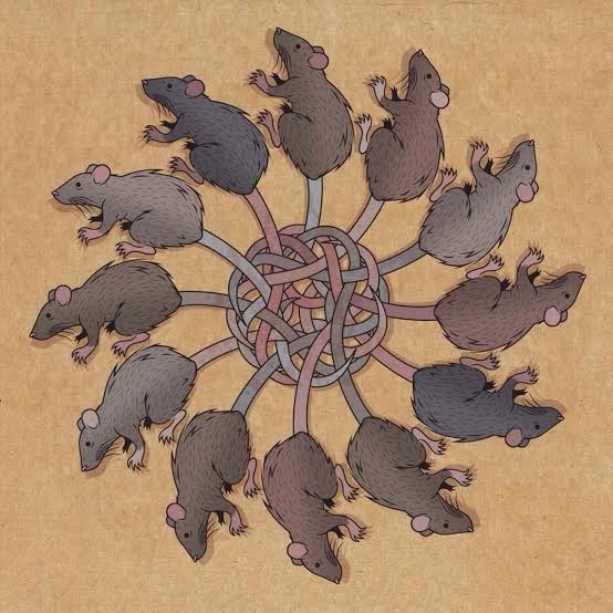 Have you heard of a rat king? CW: many rats | Fandom