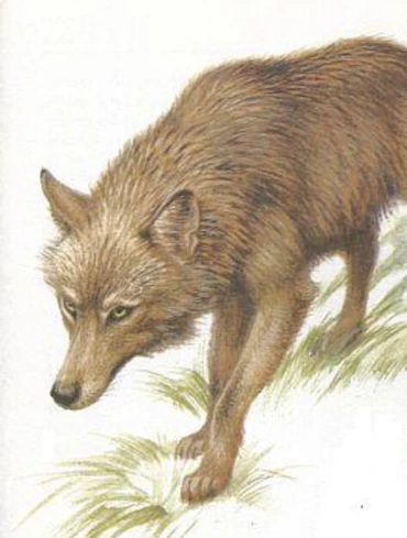 Which Caniform is your Favorite?? (First 7 Seed Play-In Matchup ...