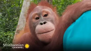 best brainrot | Fandom