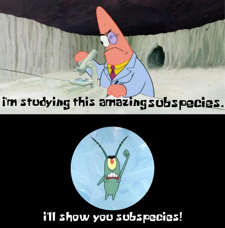 SpongeBob Journal cover Ideas for my Spanish journal? | Fandom
