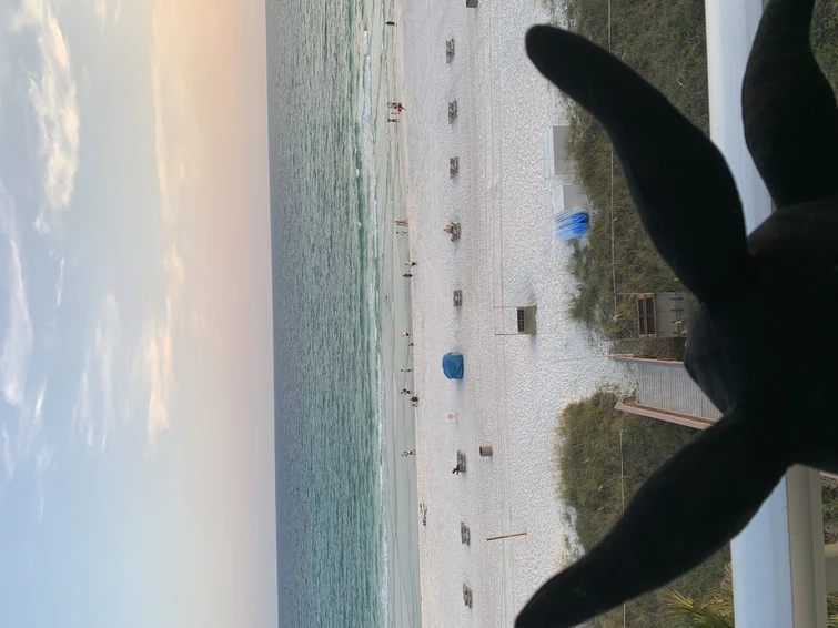 Screech At The Beach | Fandom