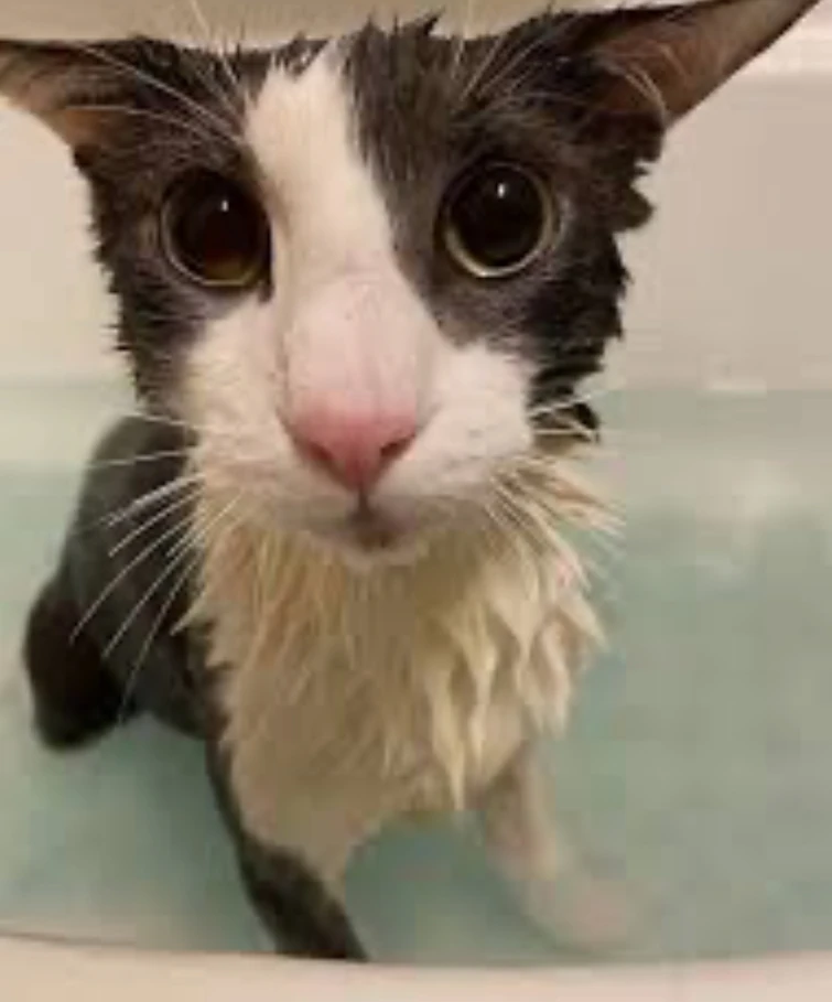 soggy cat soggy cat soggy cat soggy cat soggy cat soggy cat soggy cat ...