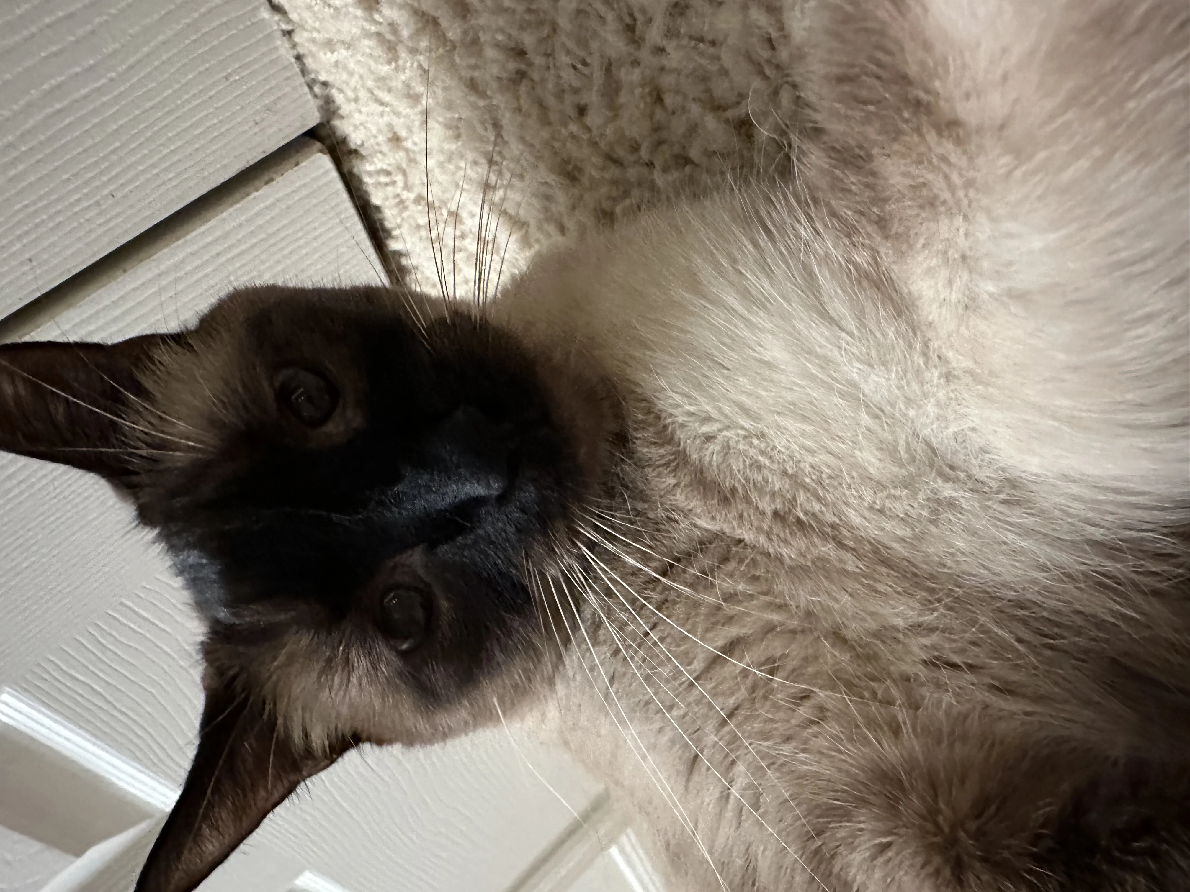 Live cat footage | Fandom