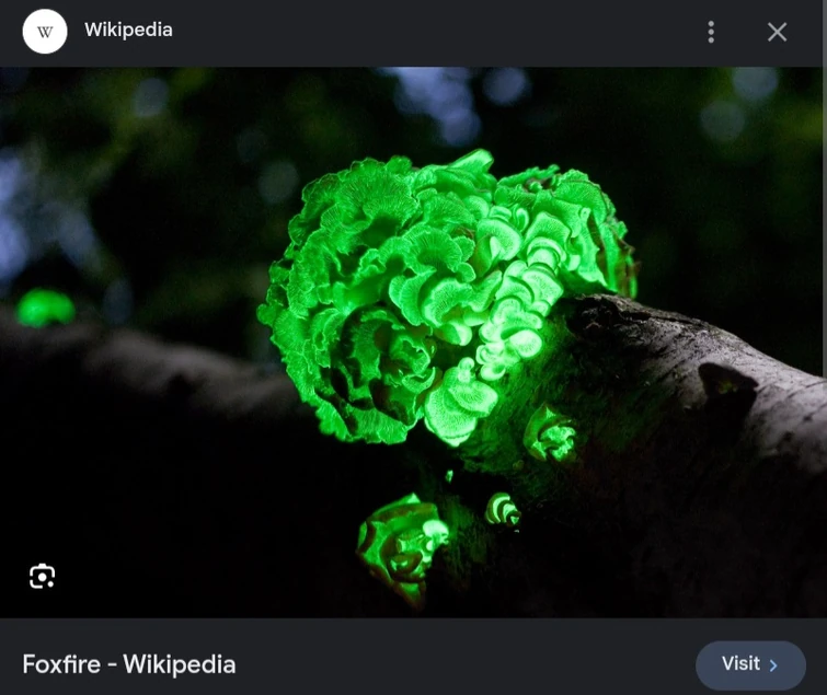 what a nice tree i love tree | Fandom