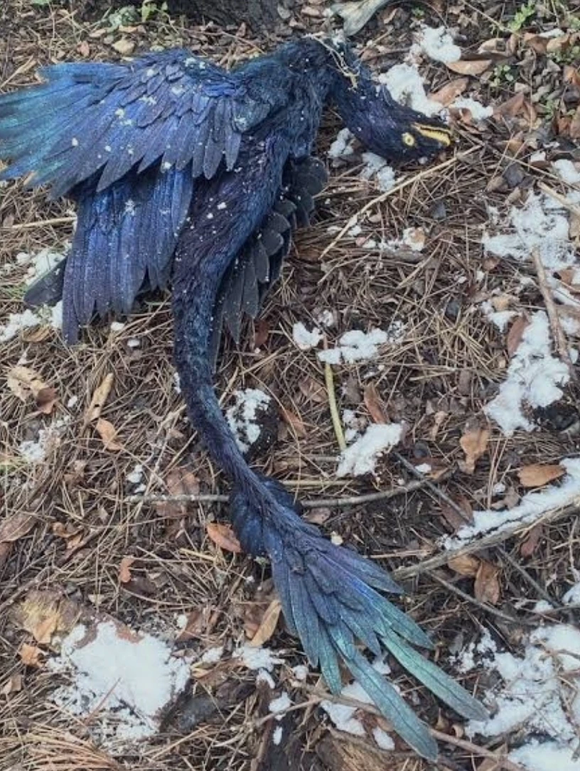 We need a micro raptor and a Mikey skin because this was tragic | Fandom