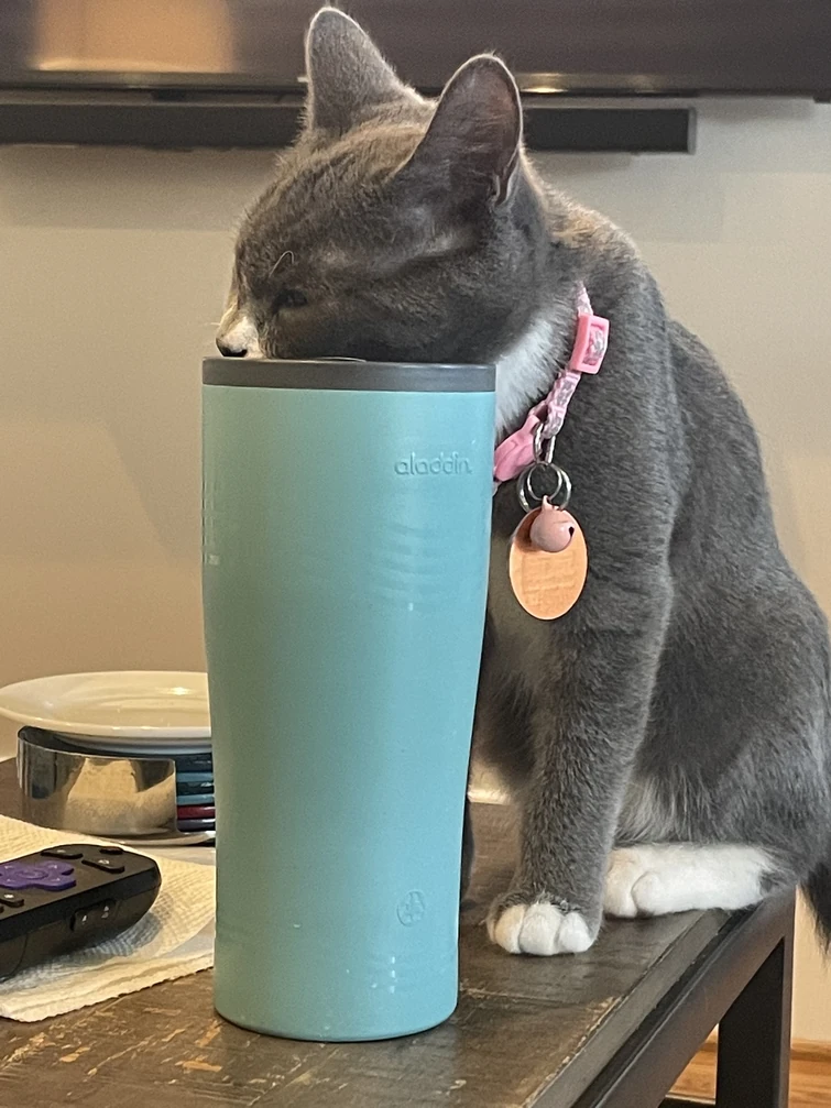 lf cat experts!! | Fandom