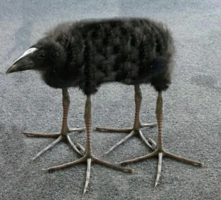 it is i, the wiki man ! | Fandom