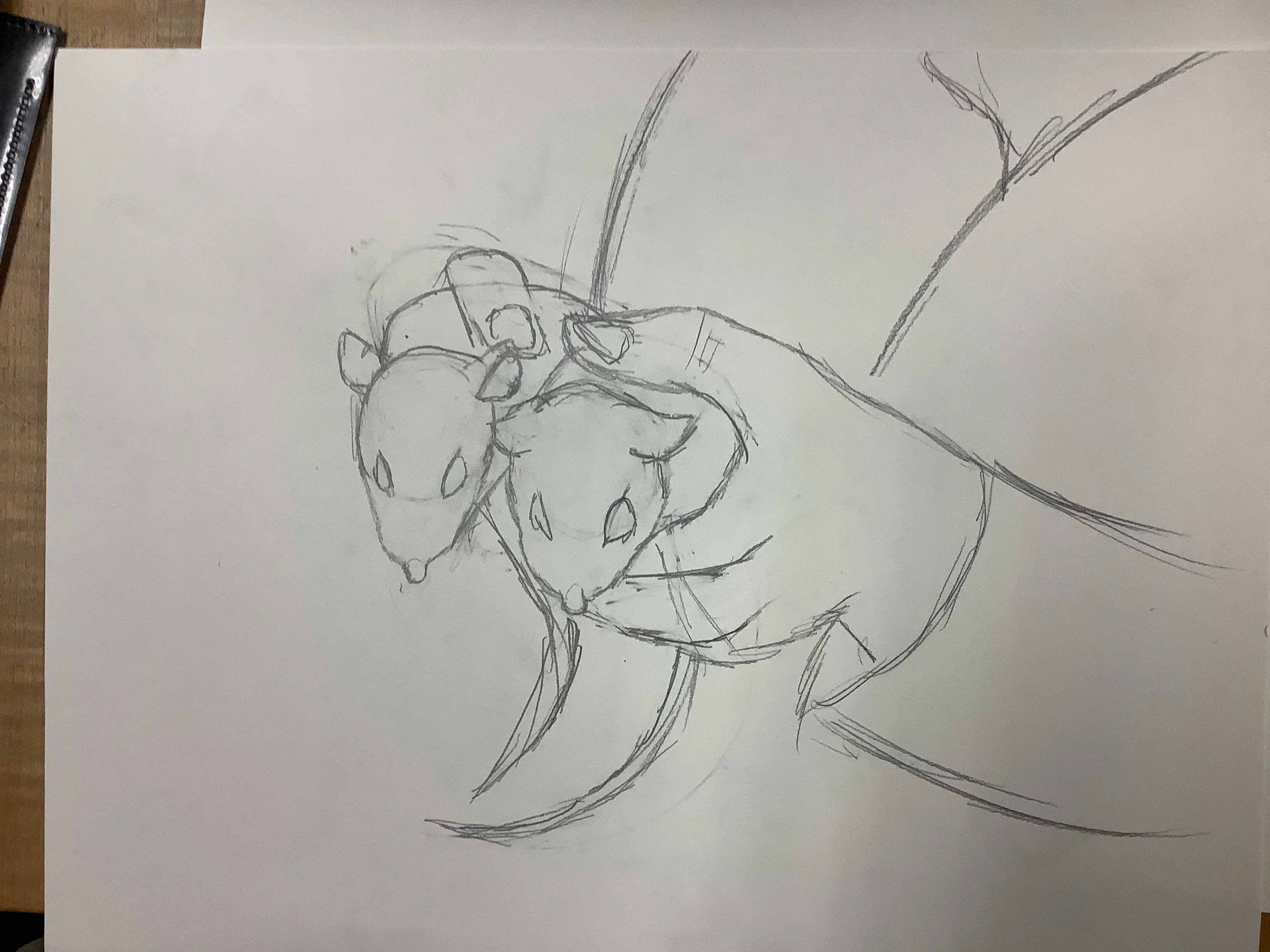 rat | Fandom