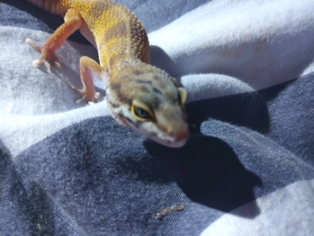 please spare my life mr gecko..... | Fandom