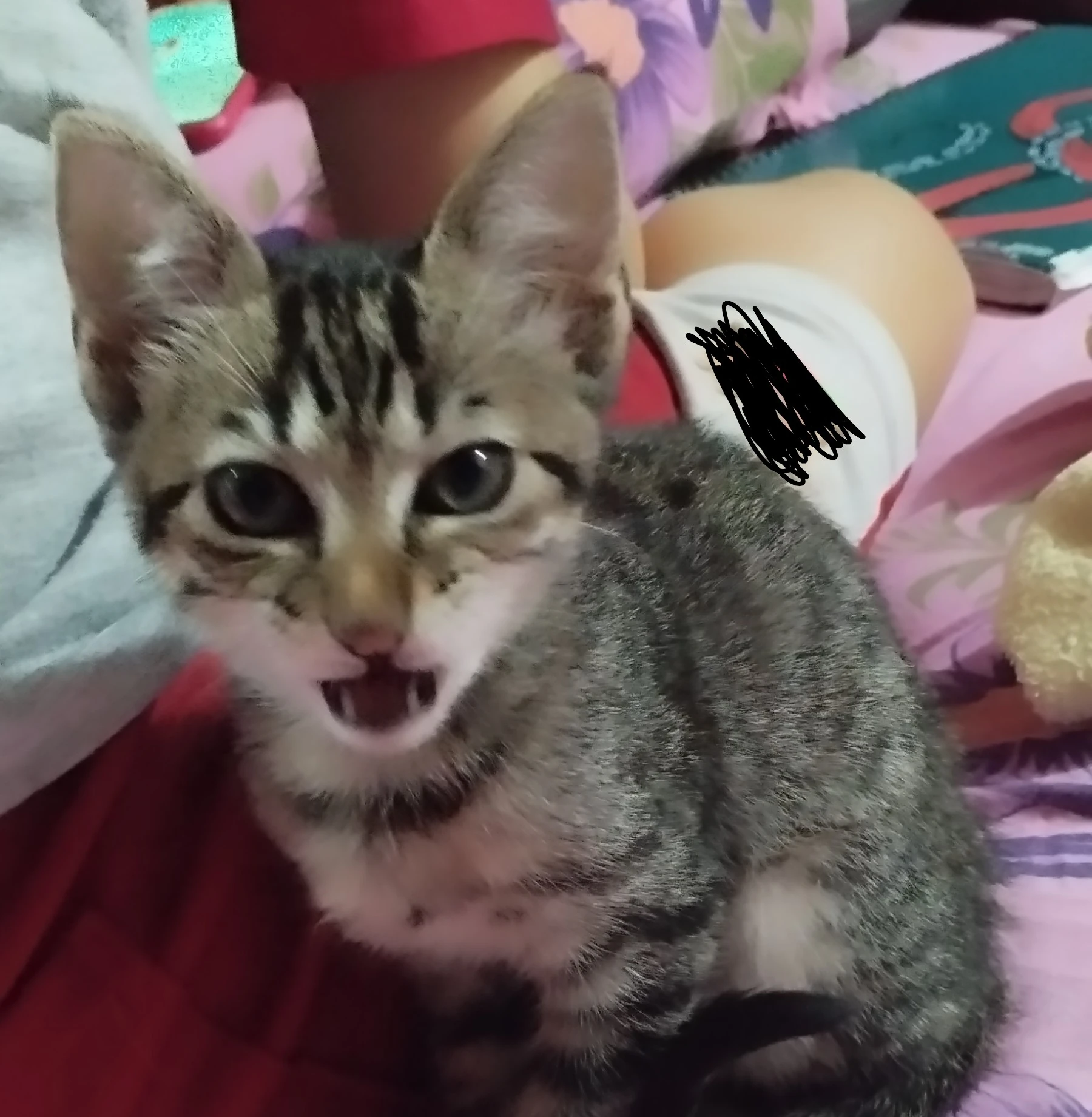 Kittyyyyyy photos | Fandom