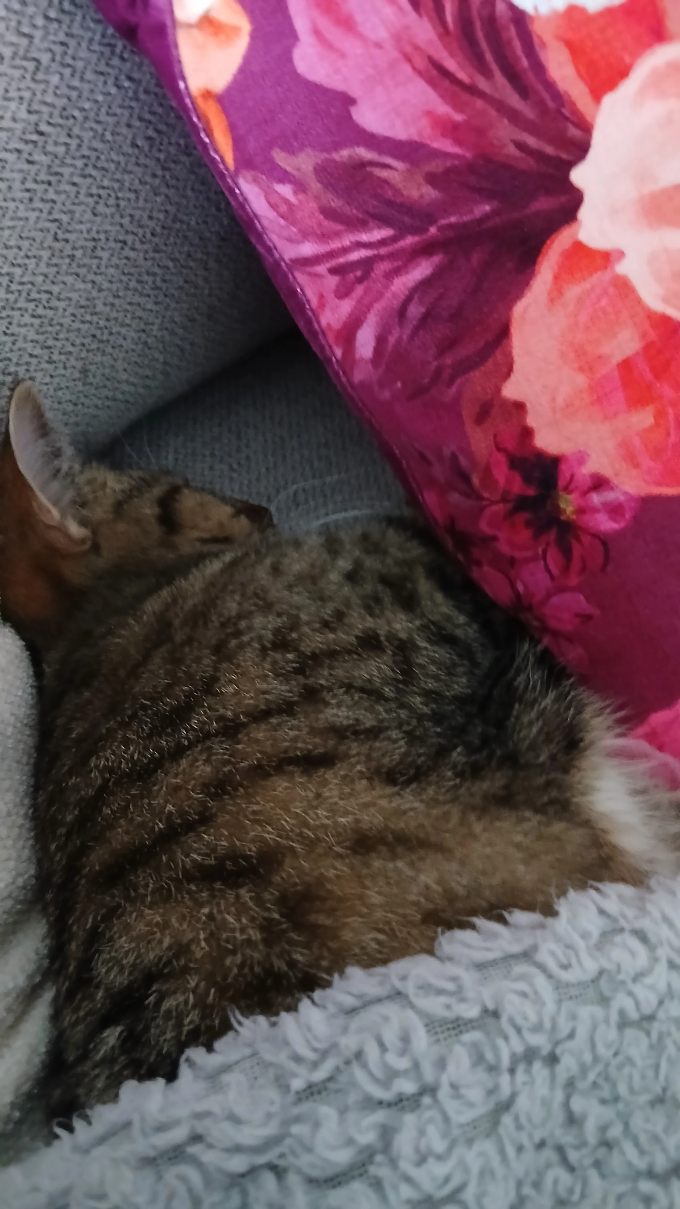 MY CAT :(((( | Fandom