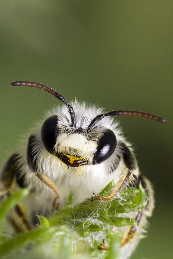 Looking to buy Beeeeeee | Fandom