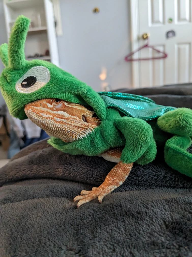 Lizards can have fashion too | Fandom