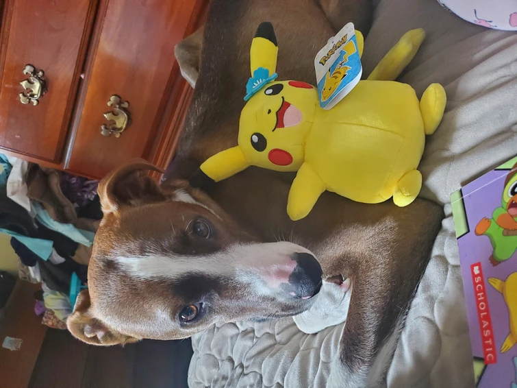 So i got a female pikachu in the mail today! | Fandom