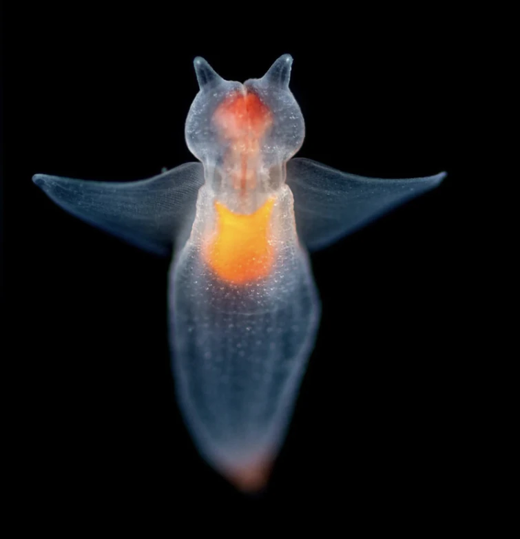 Meet Seaangel! | Fandom