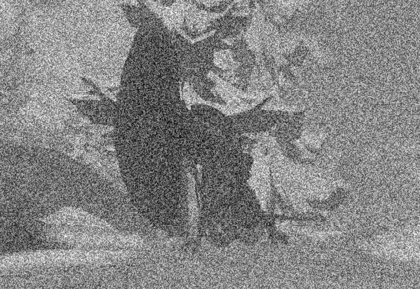 Subspecies 018: Nocturnal lactarim | Fandom