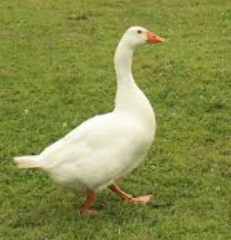 Buff nezuko | Fandom