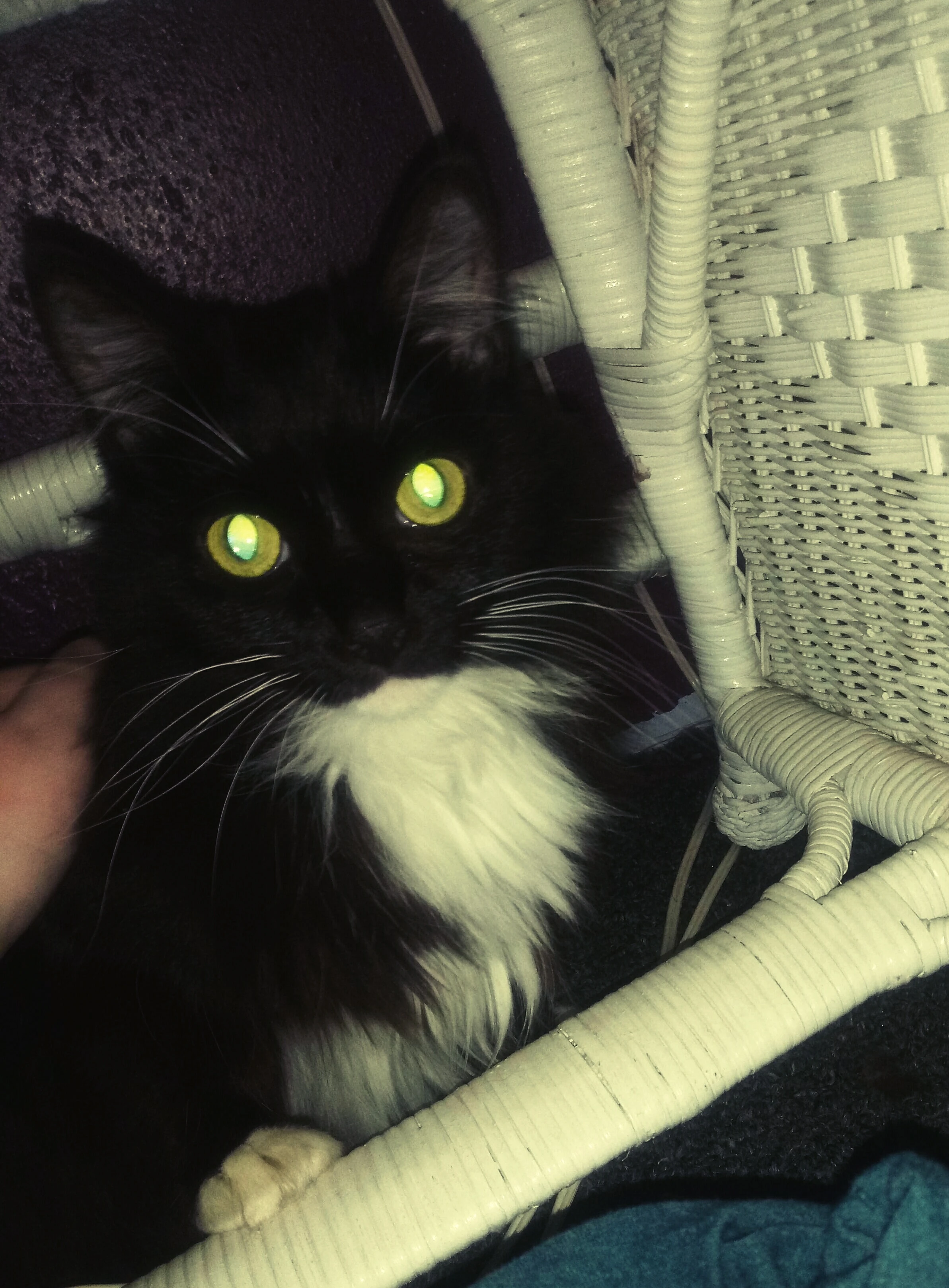 Lf specific Felorse! | Fandom