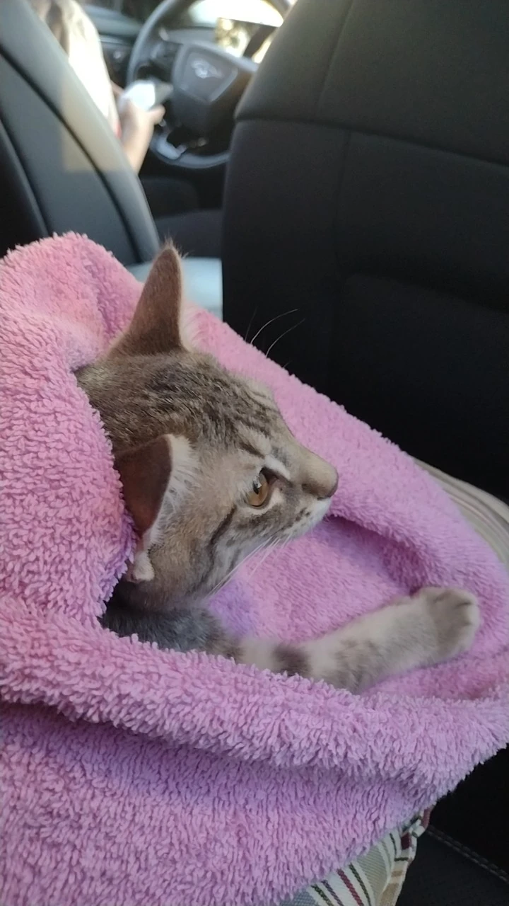 I GOT A NEW CATTT!!!!!1!1!11!1! | Fandom