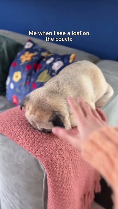 I’m dying of cuteness right now | Fandom