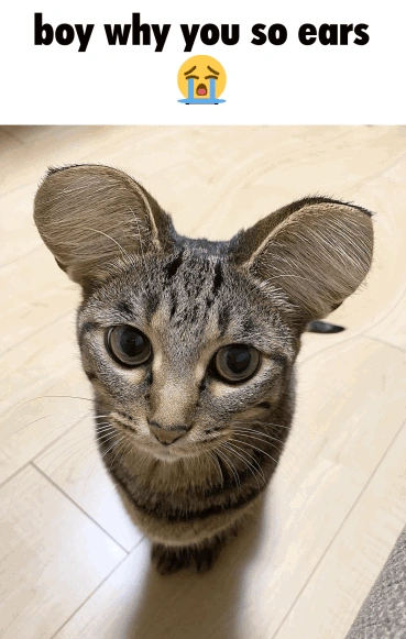 Big ahh ears | Fandom