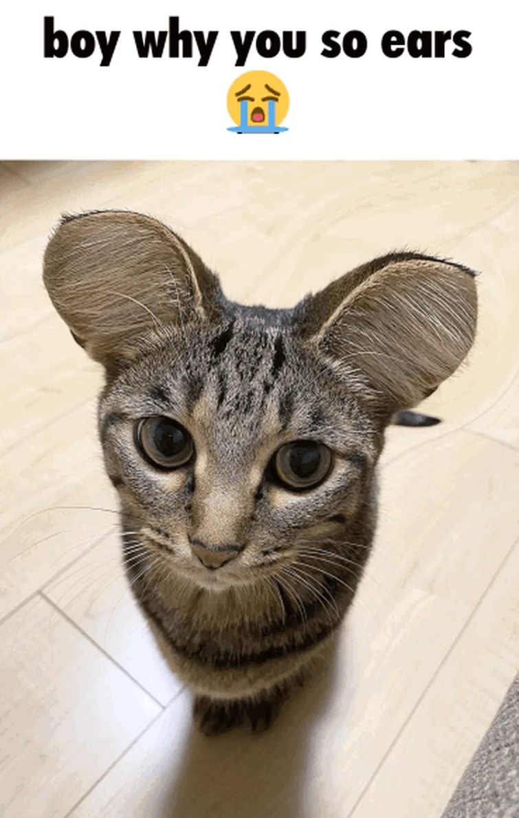 Big ahh ears | Fandom