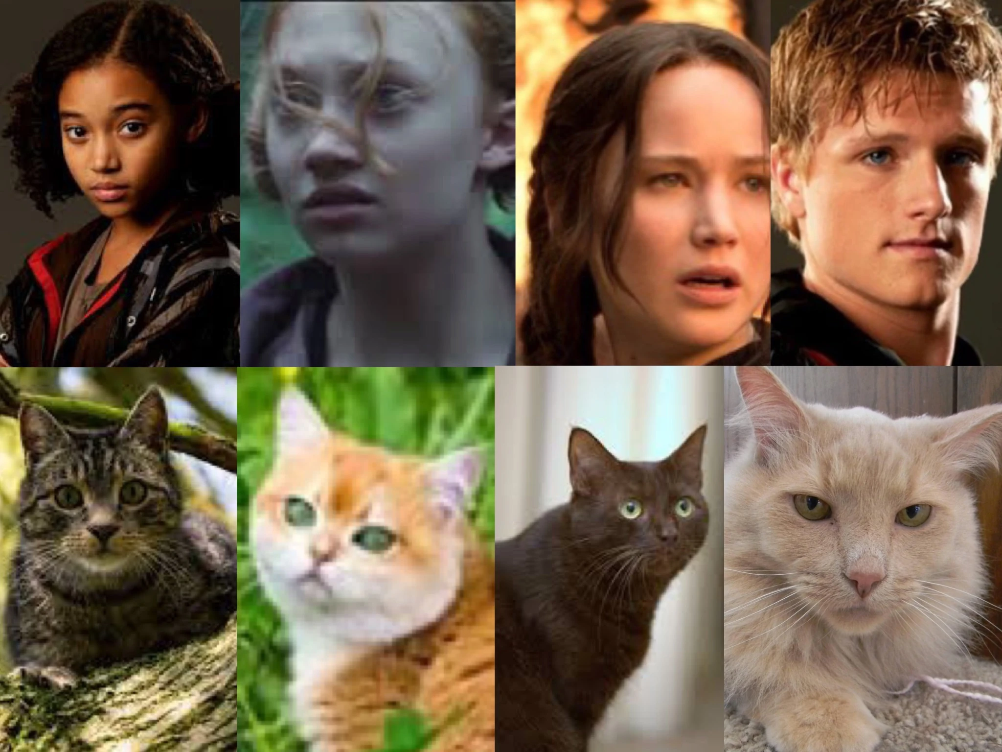 Hunger Games Tributes as Animals! PT 2: Cats (next is horse breeds ...