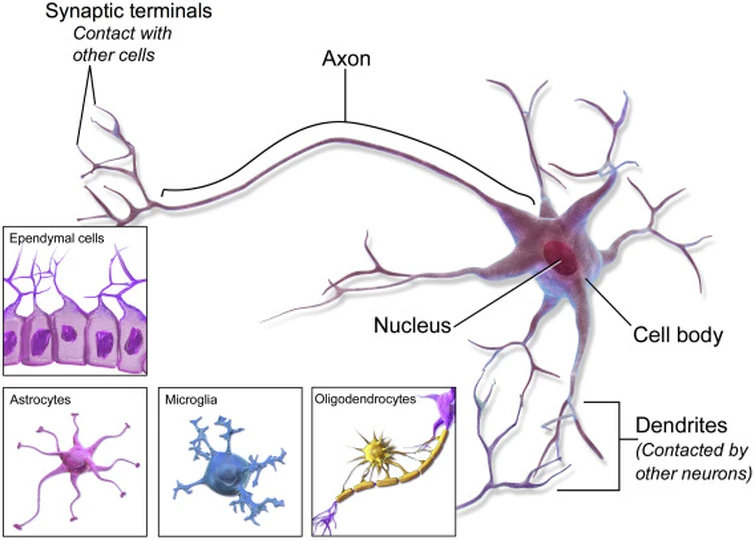 Btw ya’ll we all share one collective braincell | Fandom