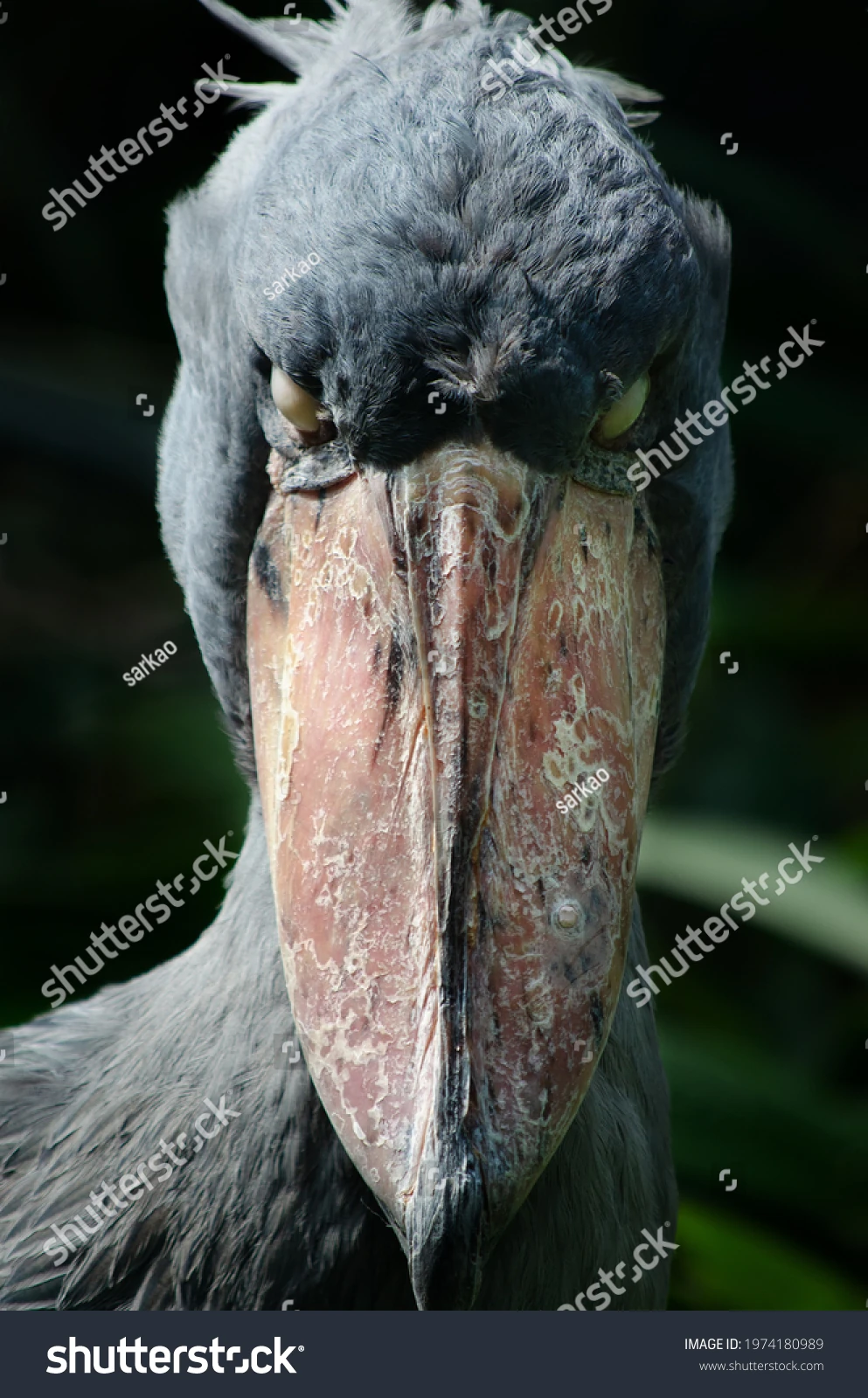 I have two sides | Fandom