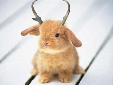 What's your favorite bunny cryptid? | Fandom