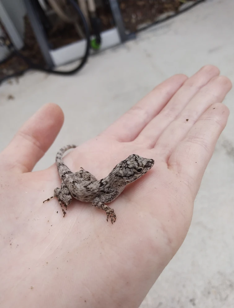 s'more anole photography | Fandom