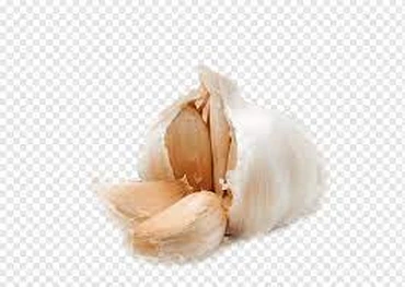 Garlic? | Fandom